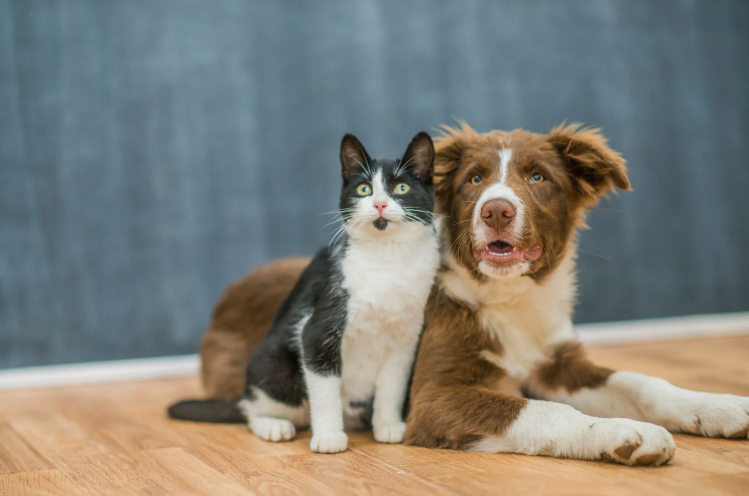 Beverly Hills Animal Hospital - Compassionate Vet Care