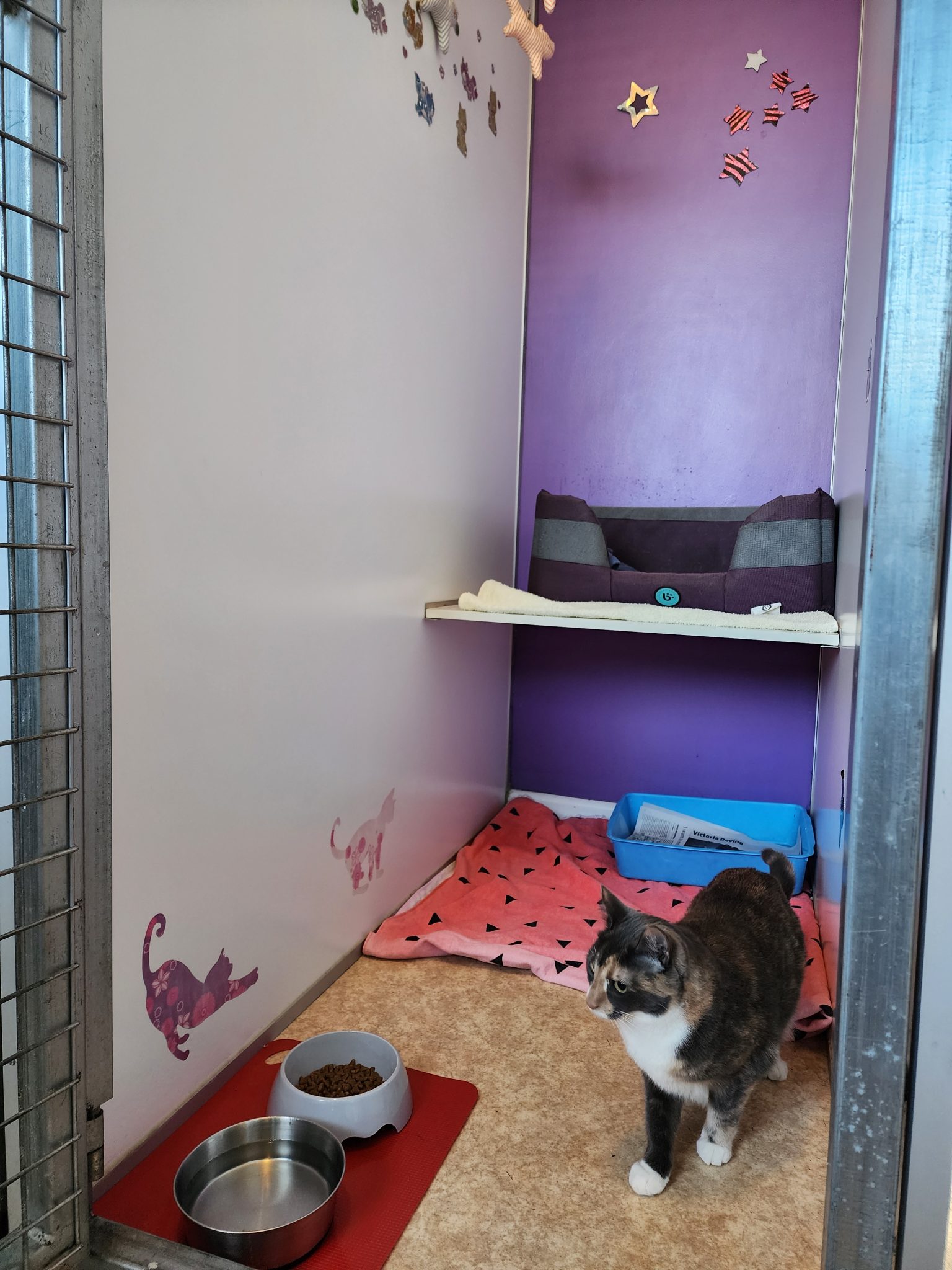 Cat Boarding Beverly Hills | Book in your fur baby today - Beverly ...
