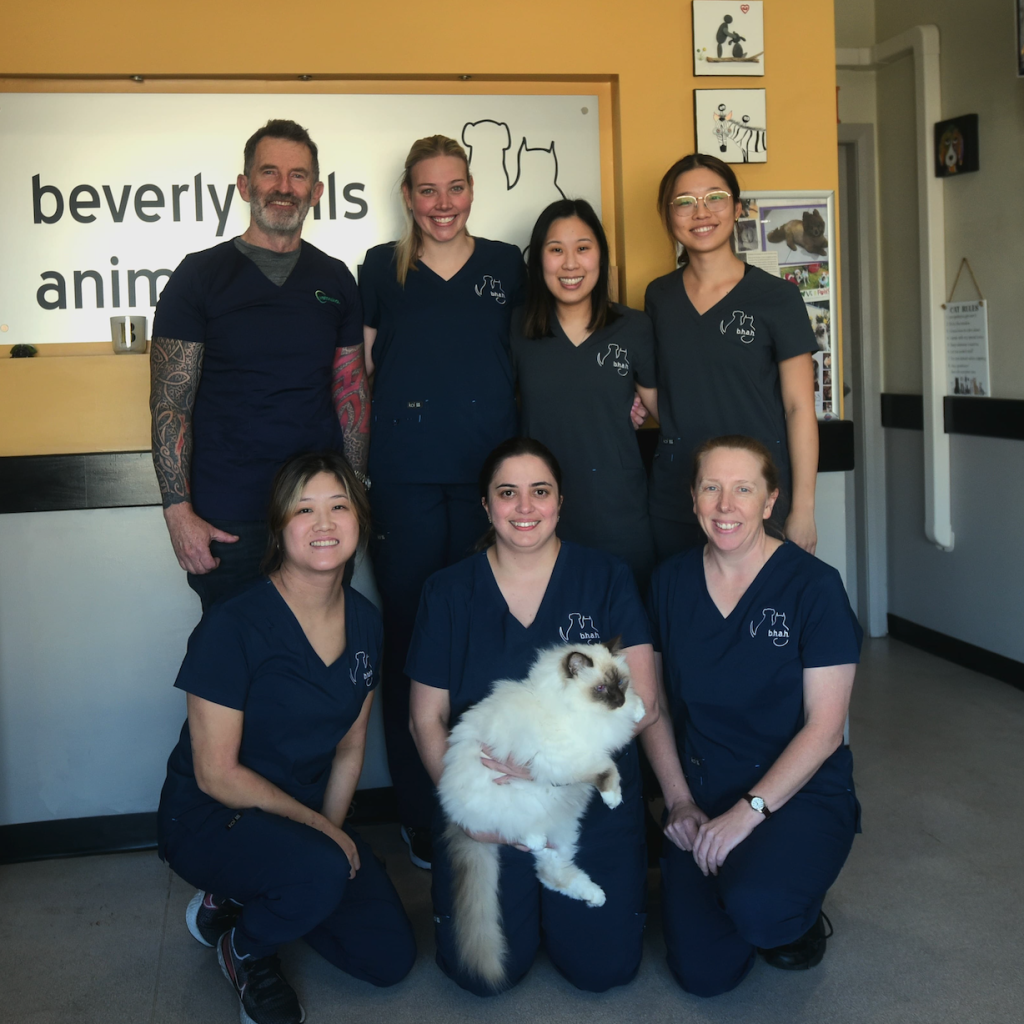 Beverly Hills Animal Hospital - Compassionate Vet Care